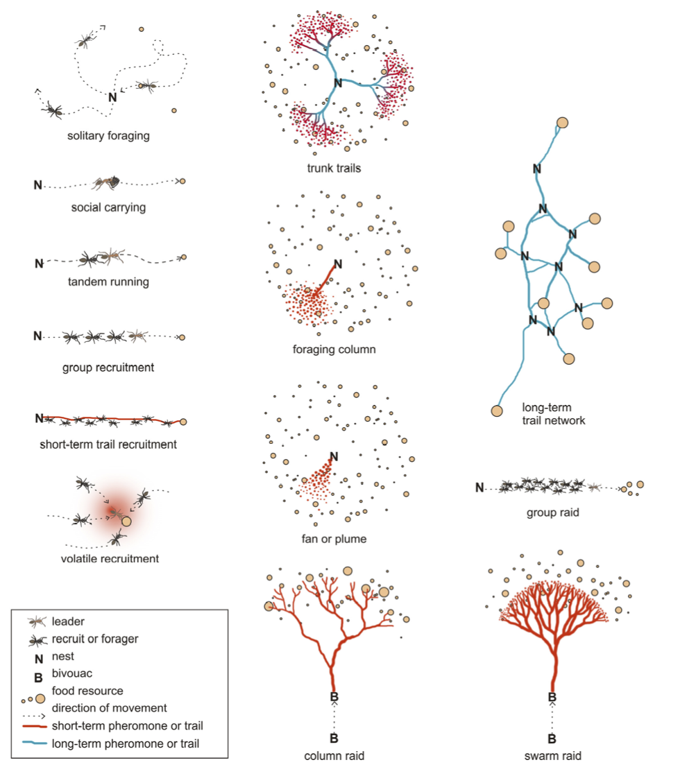 Ant foraging diversity: a simple and elegant explanation | Small Pond ...