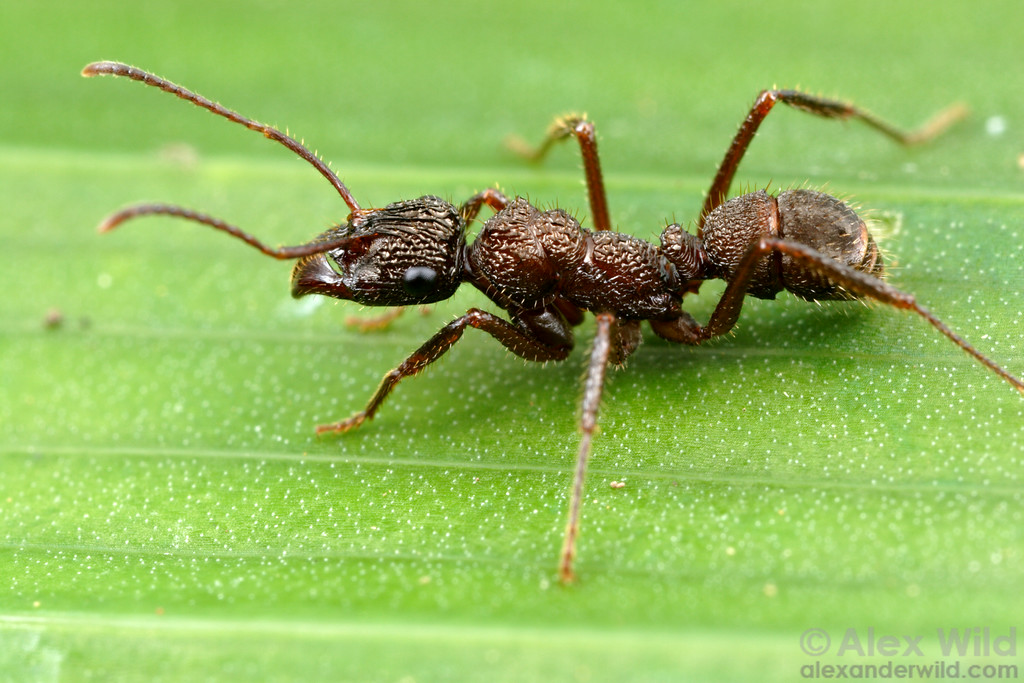 Ant science: Thieving ants know how to be sneaky | Small Pond Science