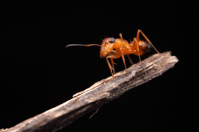 How strobe ants do the strobe run | Small Pond Science